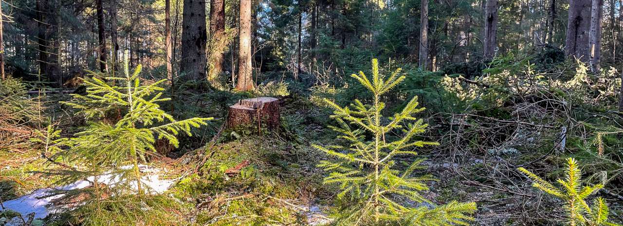 Åpner opp for mer lukket hogst - Nibio